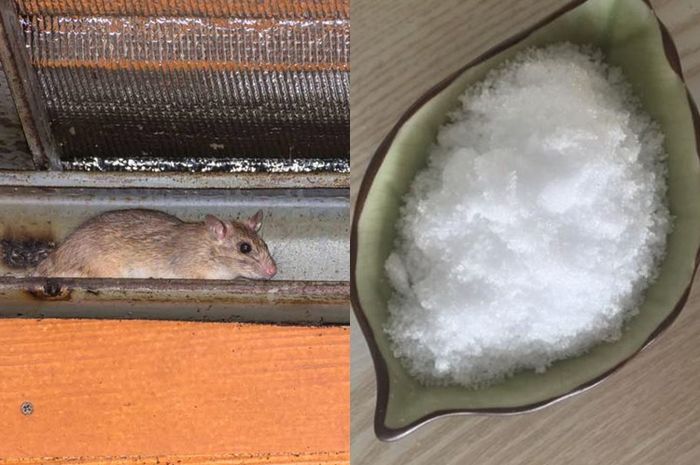 Cara Ampuh Mengusir Tikus dari Loteng Rumah, Coba Sebarkan 3 Bahan ...
