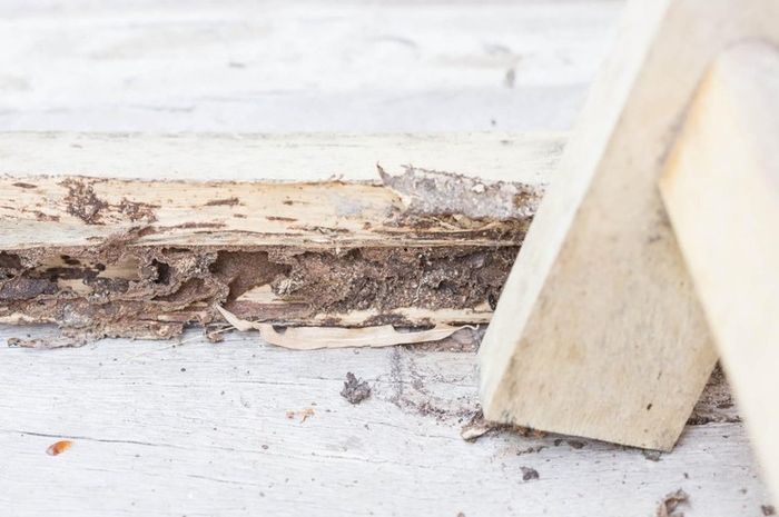 Tukang Kayu Kasih Tahu Langsung, Cara Basmi Rayap di Perabotan Kayu ...