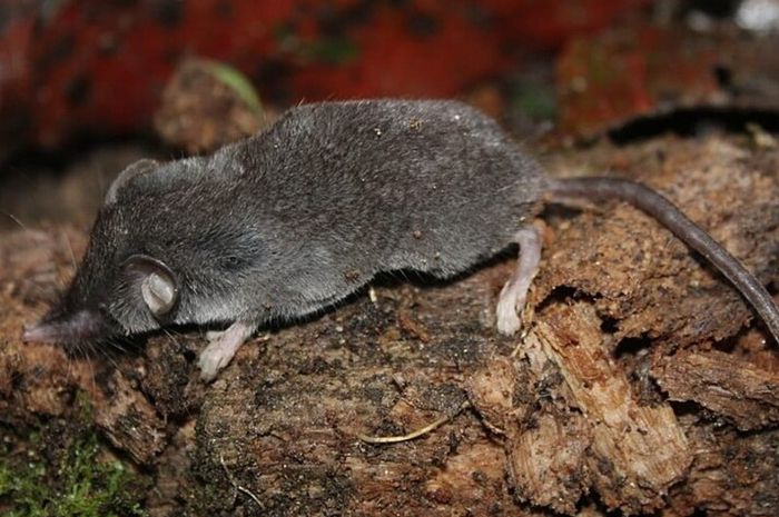 Sering Dikira Sama, Ini Perbedaan Curut dan Tikus serta Cara ...