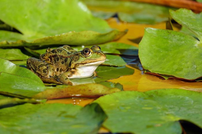 Sering Ditemukan di Musim Penghujan, Apa Perbedaan Katak dan Kodok? - Bobo Sering Ditemukan di Musim Penghujan, Apa Perbedaan Katak dan Kodok? - Bobo