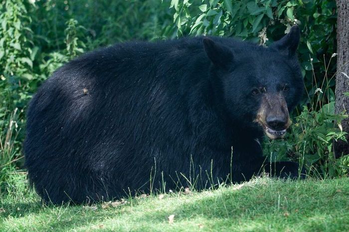 Mengenal Beruang Hitam Amerika, Hewan Besar yang Alami Perubahan Warna ...