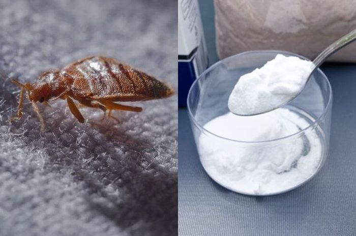 Cara Ampuh Mengusir Kutu Busuk dari Rumah, CobaTebar 7 Bahan Dapur ini ...