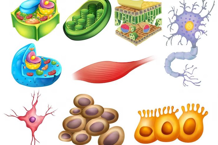 Biologi Kelas 11: Mengenal Membran Plasma, Sitoplasma dan Inti Sel - Kids