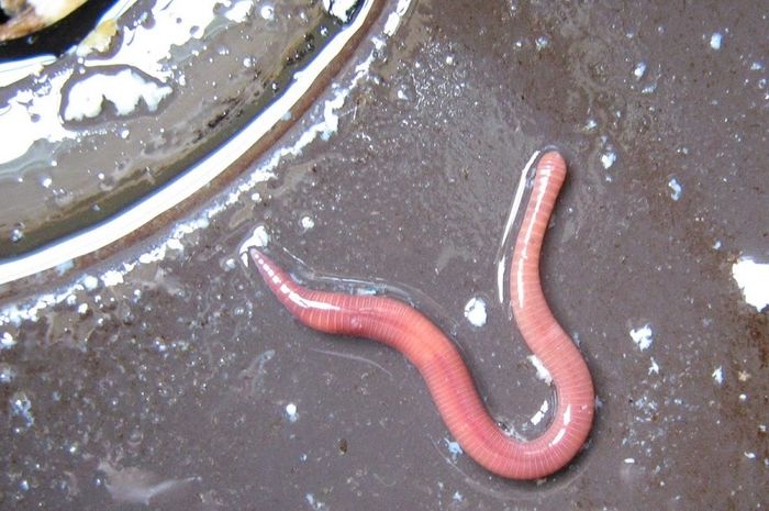 Cara Ampuh Mengusir Cacing Tanah dari Sela-sela Lantai Kamar Mandi ...