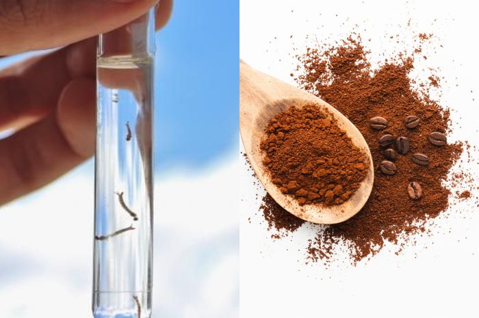 Cara Ampuh Basmi Jentik Nyamuk dengan Bubuk Kopi, Begini Triknya Jika ...