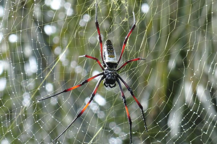 Ribuan Spesies Laba-Laba Diketahui Berbisa, Jenis Apa yang Paling ...