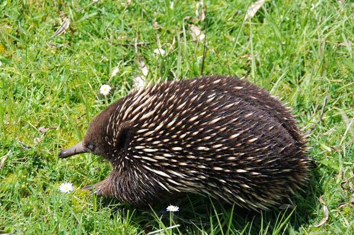 6 Fakta Unik Landak Semut, dari Ukuran Badan hingga Kemampuan Khusus - Bobo