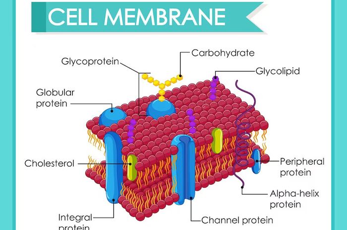 30 Contoh Kalimat Kata Membran Lengkap dengan Artinya Sesuai KBBI - Kids