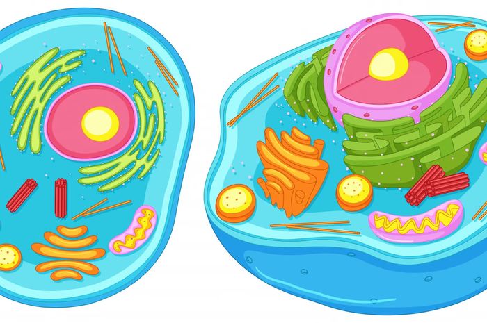 Materi Biologi Kelas 11: Mengenal Fungsi-Fungsi Sitosol - Kids