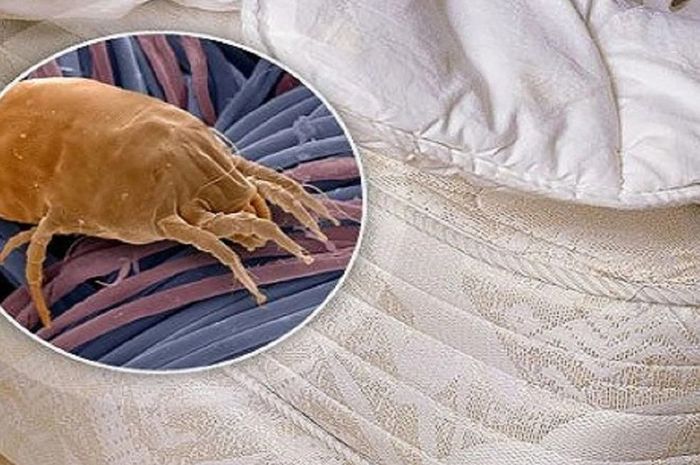 Bukan Karena Musim Sakit, Sering Flu Bisa Jadi Karena Banyak Tungau ...