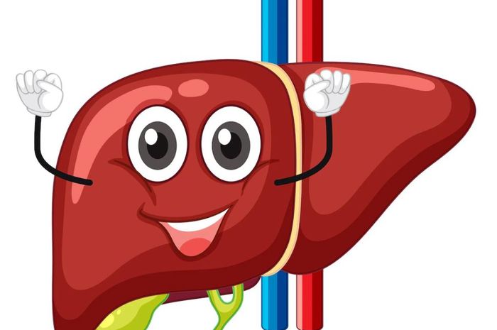 5 Fakta Menarik Empedu, Bagian Pemecah Lemak dalam Tubuh Manusia - Kids