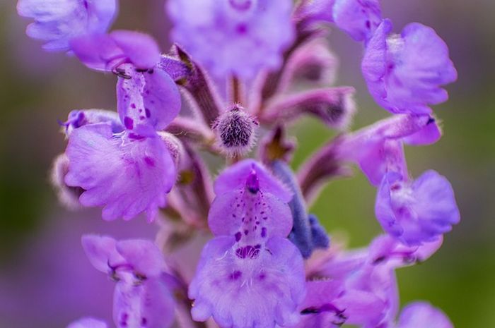Kenalan dengan Snapdragon, Bunga dari Mediterania yang Mirip Tengkorak ...