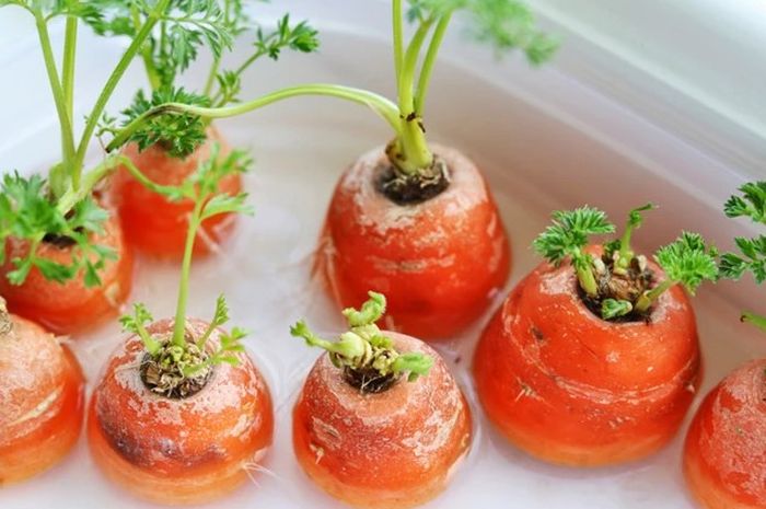 Belasan Tahun Beli di Pasar, Mending Coba Menanam Wortel dari Sisa ...