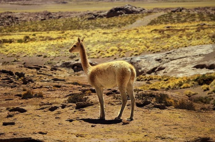 Unik dan Langka, Ini 5 Hewan Nasional dari Berbagai Negara # ...
