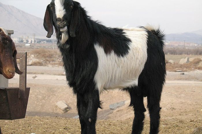 5 Fakta Unik Kambing Etawa, Asal-Usul hingga Manfaat Susu yang ...