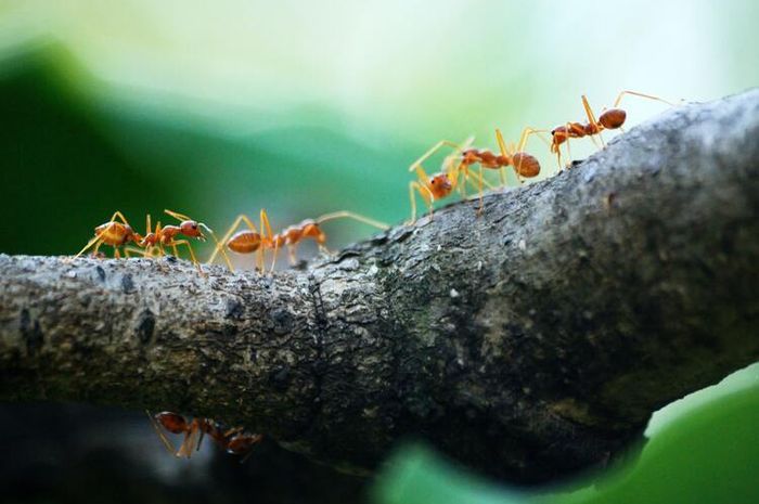 Cara Ampuh Membasmi Semut Rangrang di Pohon Halaman Rumah, Modal ...
