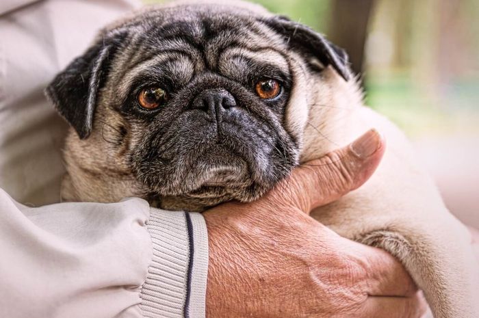 7 Fakta Unik Anjing Pug, Ras Anjing Tertua di Dunia dengan Wajah yang ...