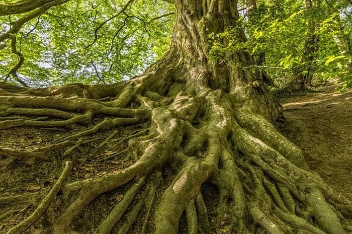 Mapel Biologi Kelas XI: Struktur Akar, Mengenal Anatomi dan Morfologi ...