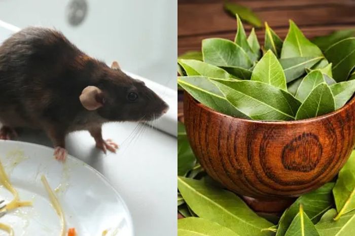 Duh Baru Tahu, Kalau Tikus Bakal Minggat dari Rumah Hanya dengan ...