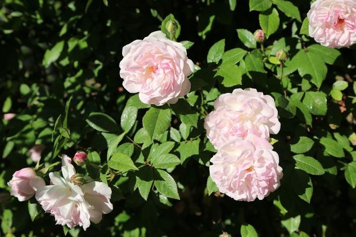 Langkah-Langkah Menanam dan Merawat Bunga Mawar di Rumah - Adjar