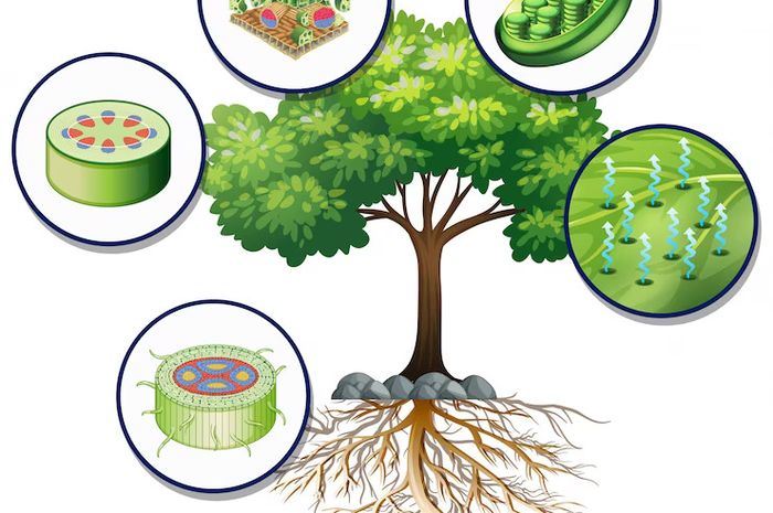 Materi Biologi Kelas 11: Macam-Macam Sistem Organ pada Tumbuhan - Kids