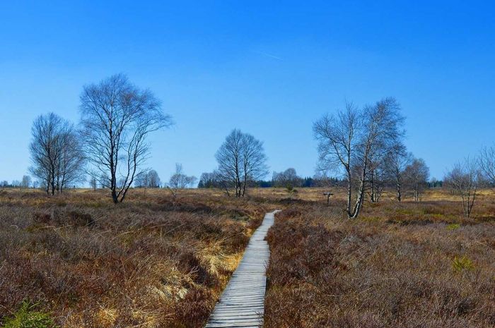 Lahan Gambut: Pengertian, Ciri-Ciri, hingga Manfaatnya - Bobo