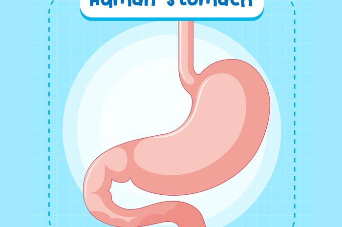 Apa Saja Fungsi Lambung Manusia? Ini Penjelasannya - Bobo