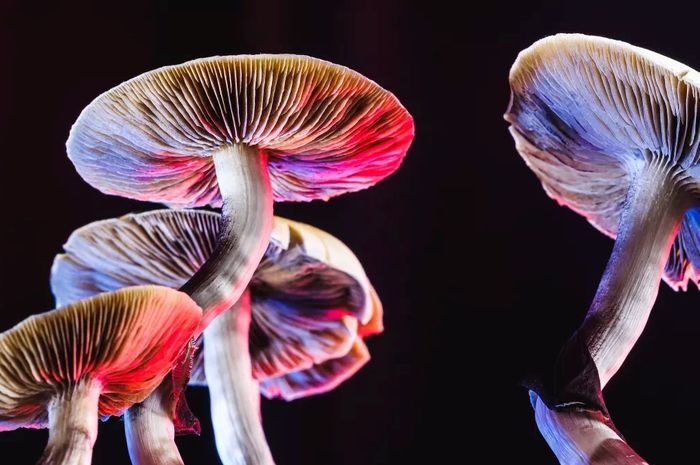 Misteri Jamur, Mengapa Berkeringat untuk Mendinginkan Tubuh? - National ...