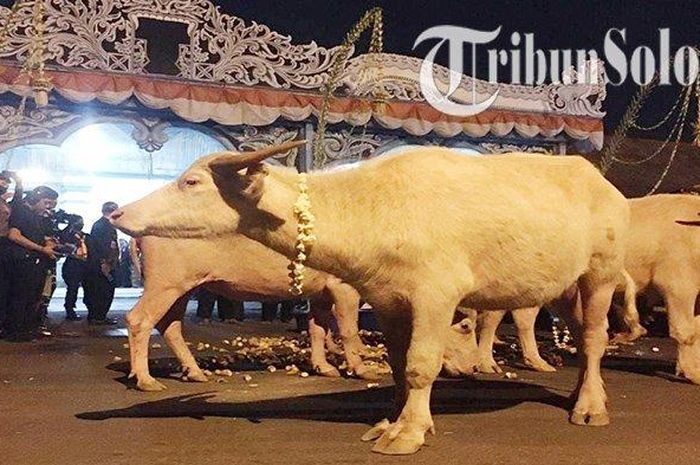 Mengenal Kebo Kyai Slamet, Sapi Keramat yang Dikagumi Raja-Raja Mataram ...