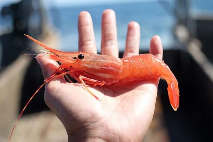 Daripada Rugi, Mending Bilang Istri Jangan Lagi Buang Kepala Udang ...