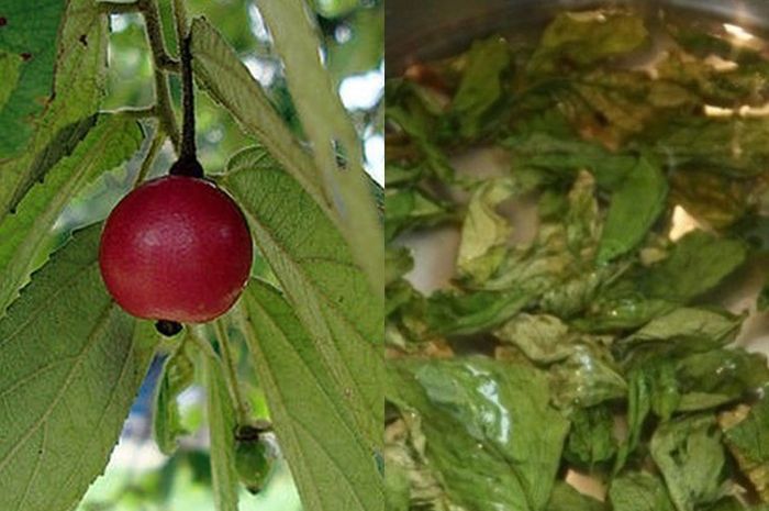 Beruntung yang Punya Pohon Kersen, Coba Rebus Daunnya Lalu Minum Setiap ...