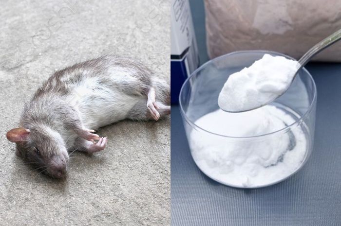 Berhari-hari Gak Ilang! Menghilangkan Bau Bangkai Tikus di Rumah ...