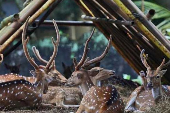 Berwisata Sambil Belajar, Ini Tiket Masuk dan Rute Menuju Kebun ...