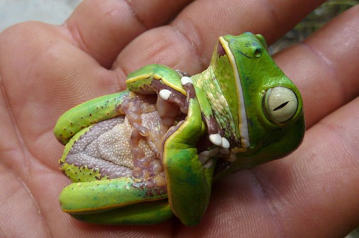 7 Fakta Thanatosis, Upaya Adaptasi Hewan dengan Pura-Pura Mati # ...