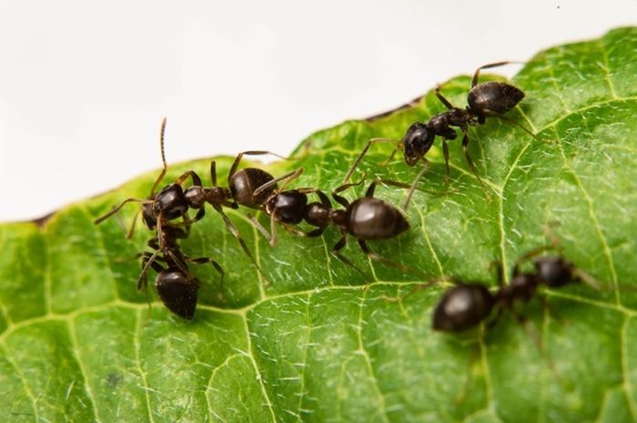 Dunia Hewan: Sanitasi Semut, Mencegah Penyebaran Infeksi Dalam Koloni ...