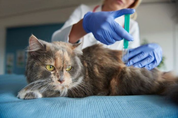 Cat Lovers Harus Tahu! Ini 5 Tanda Kucing Terkena Virus Rabies - Kids