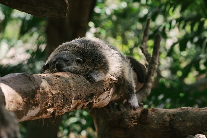 12 Fakta Ilmiah Binturong, Musang Bertubuh Besar yang Hidup di Pohon # ...