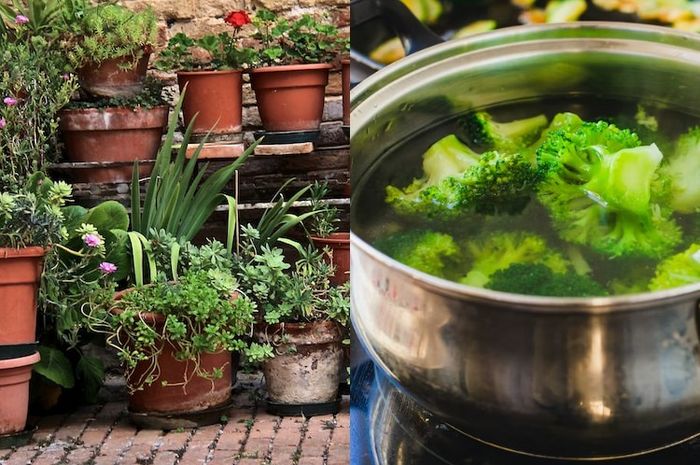 Tahu Gitu Gak Dibuang! Air Rebusan Sayur Ternyata Bisa Bikin Tanaman ...