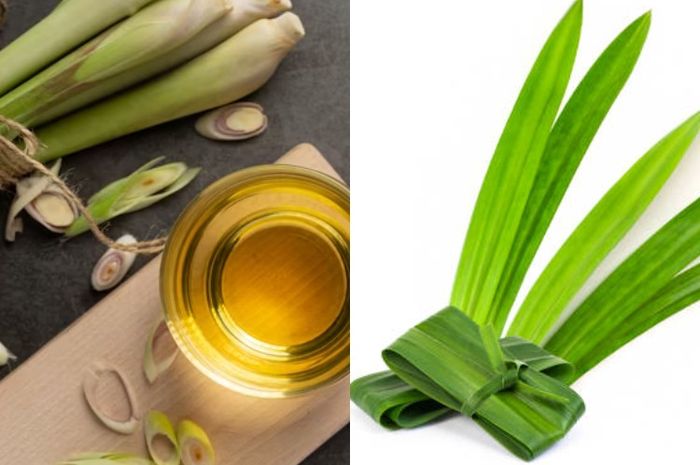 Coba Mulai Malam Ini, Geprek Serai Lalu Rebus Bersama Daun Pandan dan ... Coba Mulai Malam Ini, Geprek Serai Lalu Rebus Bersama Daun Pandan dan ...