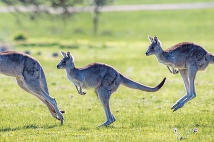 Dunia Hewan: Kanguru Tidak Selalu Melompat, Terkadang Mereka Berjalan ...