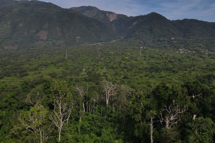 Hutan Ranjuri nan Luhur: Penyerap Karbon dan Pelindung Masyarakat Sigi - National Geographic