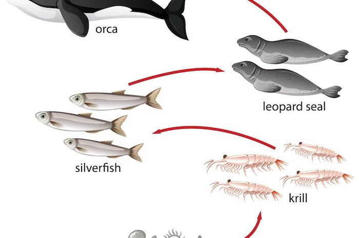 Mengenal Plankton, Organisme Kecil yang Berada di Laut - Kids