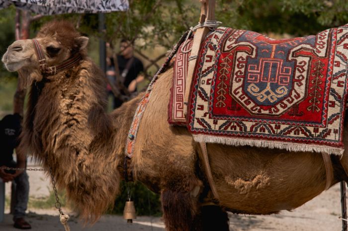 4 Arti Mimpi Menyembelih Unta, Wujud Sifat Pemaaf sampai Sikap Religius