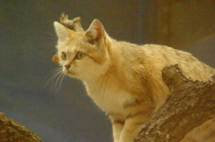 10 Fakta Ilmiah Kucing Merah Kalimantan, Kucing Liar Endemik yang ...