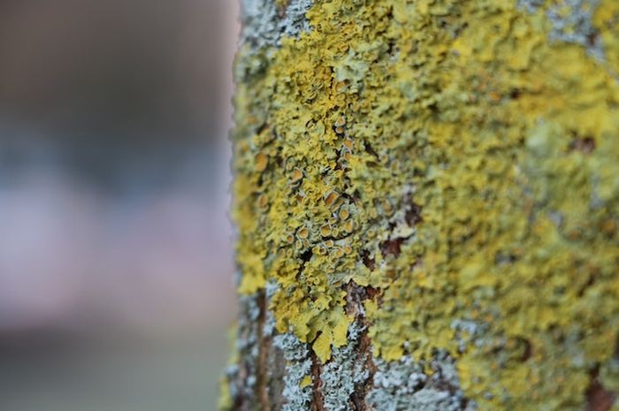 5 Peran Lumut Kerak 'Lichens' Sebagai Tumbuhan Perintis dan ...