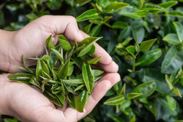 Cara Menggunakan Teh Hijau untuk Obat Asam Urat Alami Sangat Mudah ...