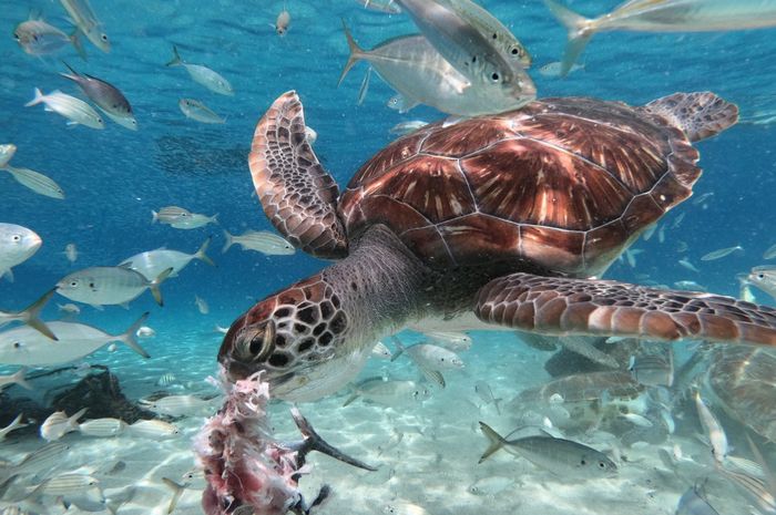 Dunia Hewan: Apakah Ikan dan Hewan Laut Lainnya Bisa Mati Tenggelam ...