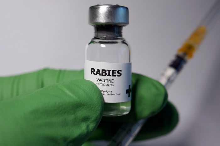 Kasus Rabies Meningkat, Kapan Perlu Vaksin Rabies Saat Tergigit? - Nova
