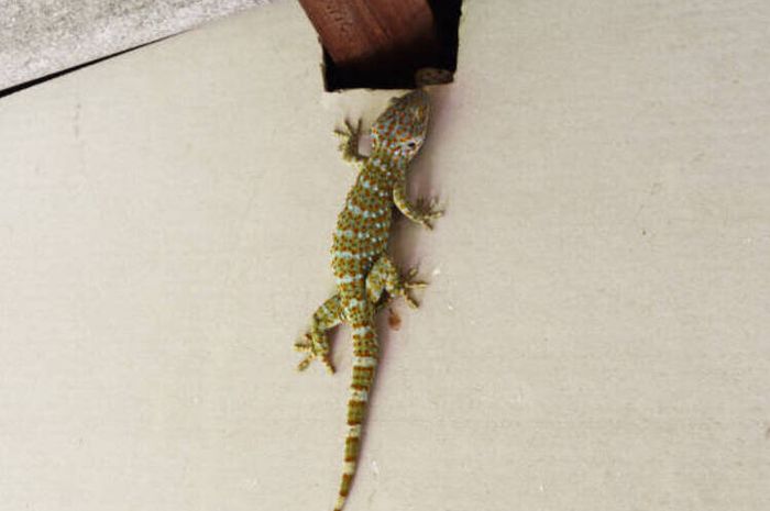 Gak Perlu Dilempar Sandal, Cara Usir Tokek yang Berisik dari Dalam ...