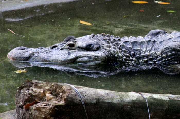 Fakta Menarik Black Caiman, Predator Terbesar yang Mendiami Sungai ...